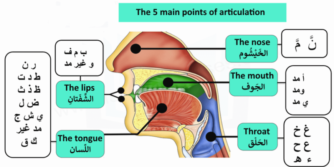 Discovering Articulation Points Of Arabic Letters: A Inclusive Guide