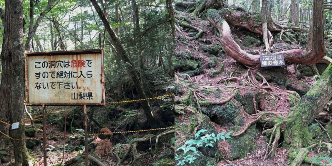 Unlocking the Mysteries of Aokigahara Forest: Exploring Legends