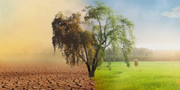 The Role of Trees in Ecosystems: A Pillar of Life and Balance