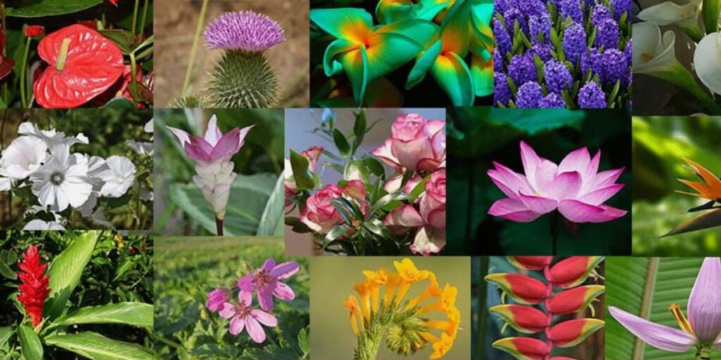 Rare Blooms: The Most Unique Flowers You Need to Know About